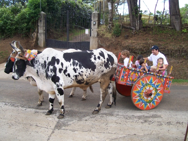Ox Carts, the Last True Costa Rican Tradition